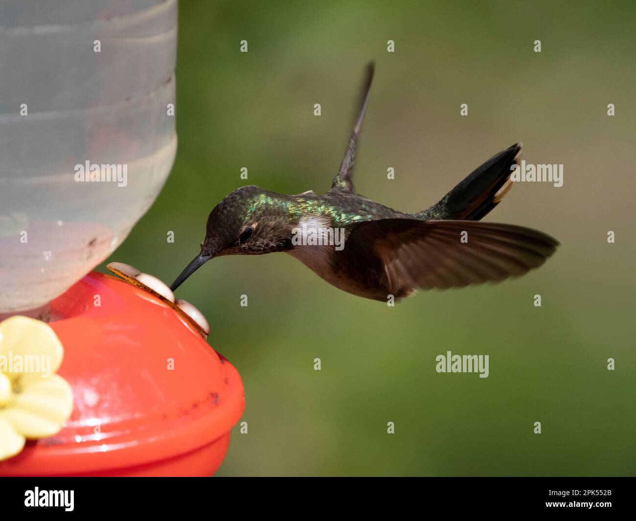 Volcano hummingbird hi-res stock photography and images - Alamy