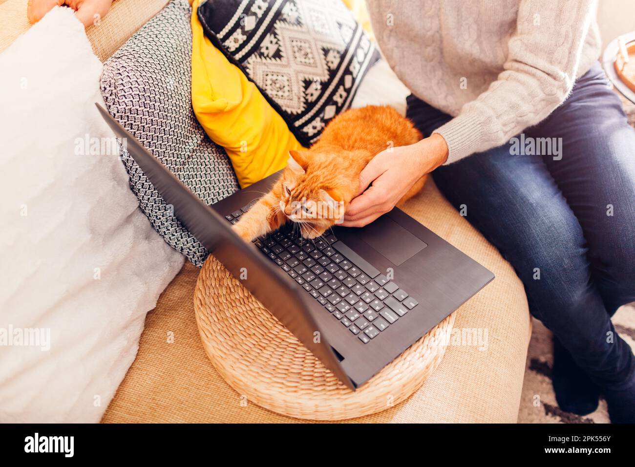 Curious ginger cat looking at screen of laptop watching video with man ...
