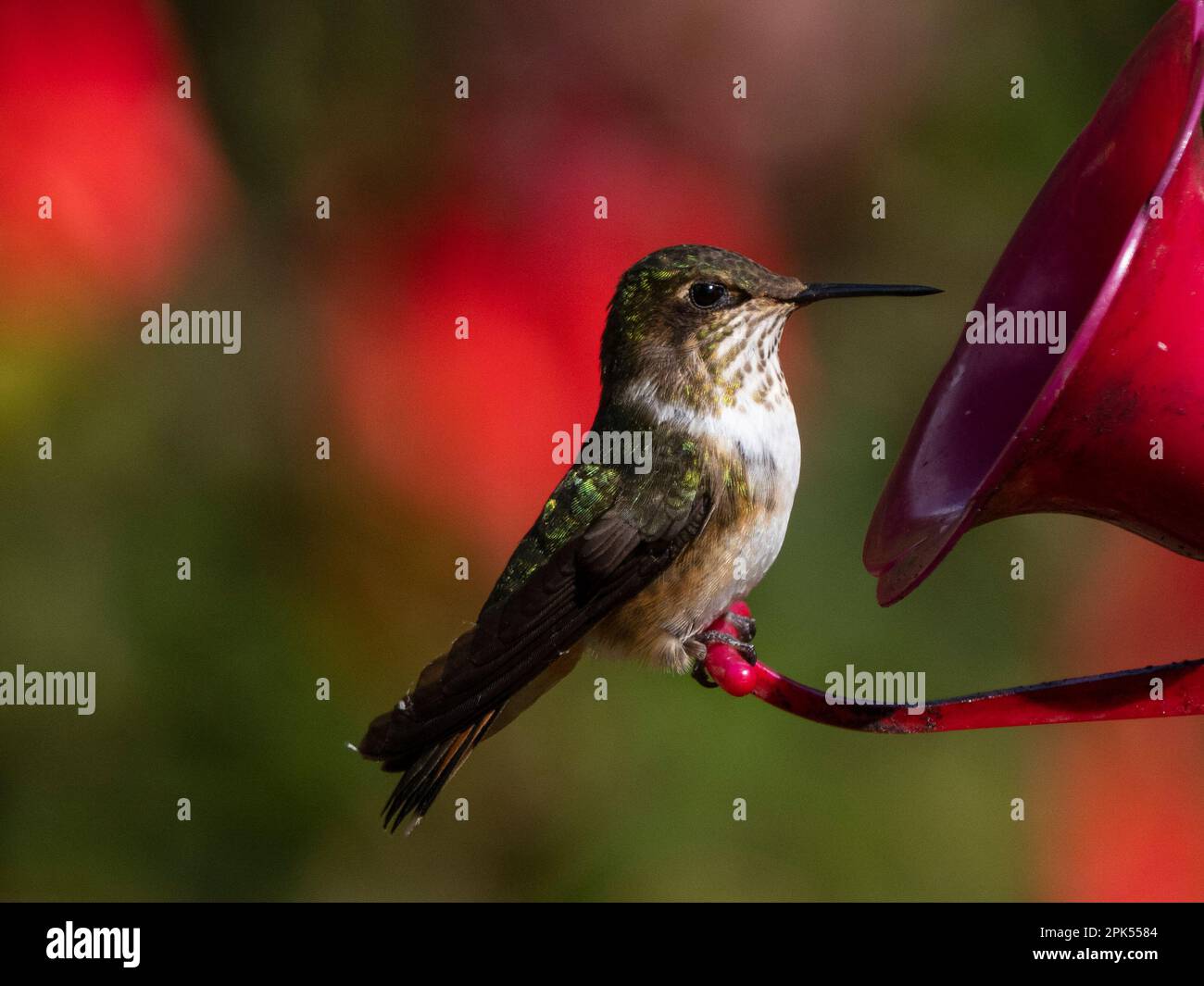 Tropical cloud forest animal hi-res stock photography and images - Alamy