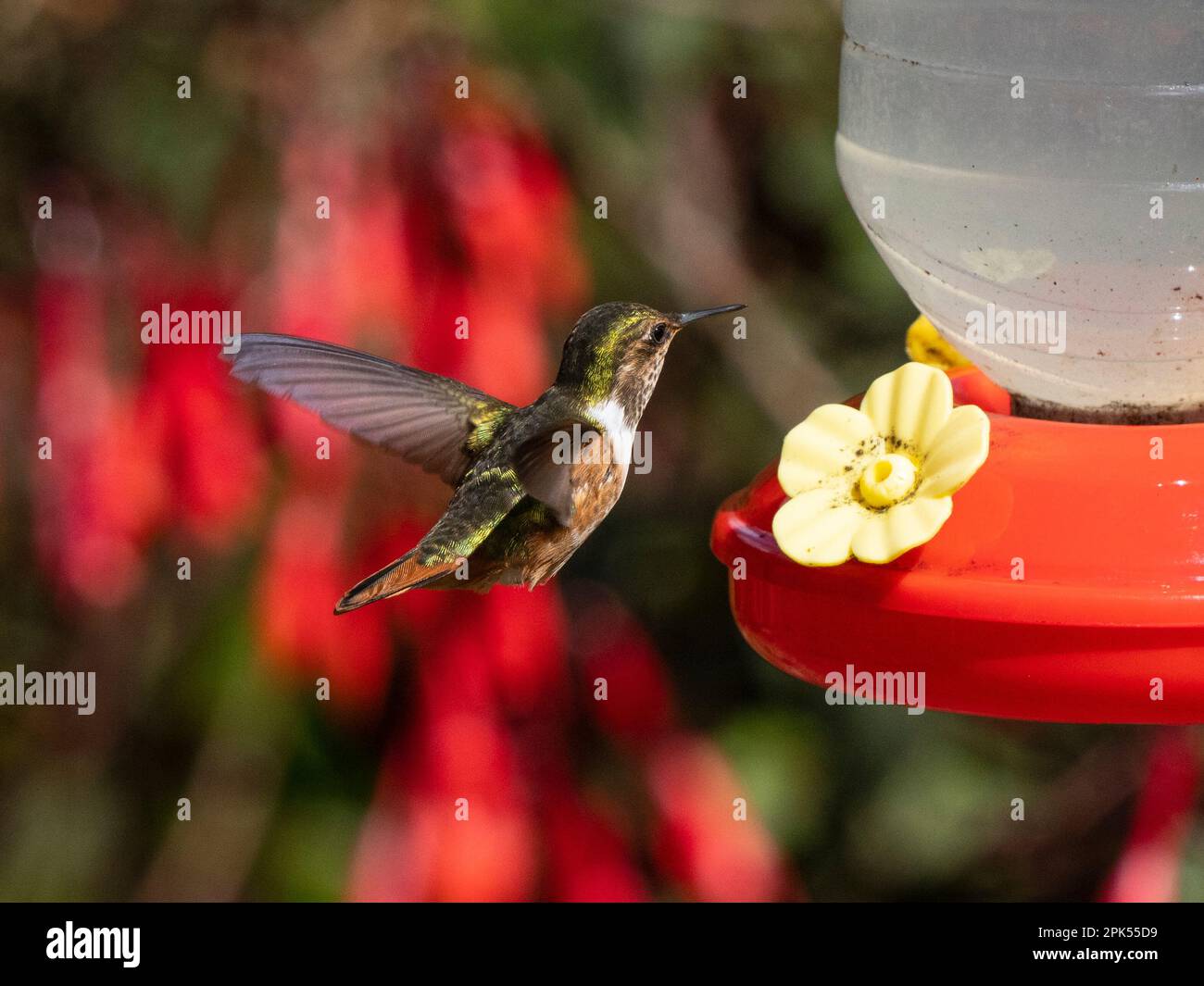 Volcano hummingbird hi-res stock photography and images - Alamy