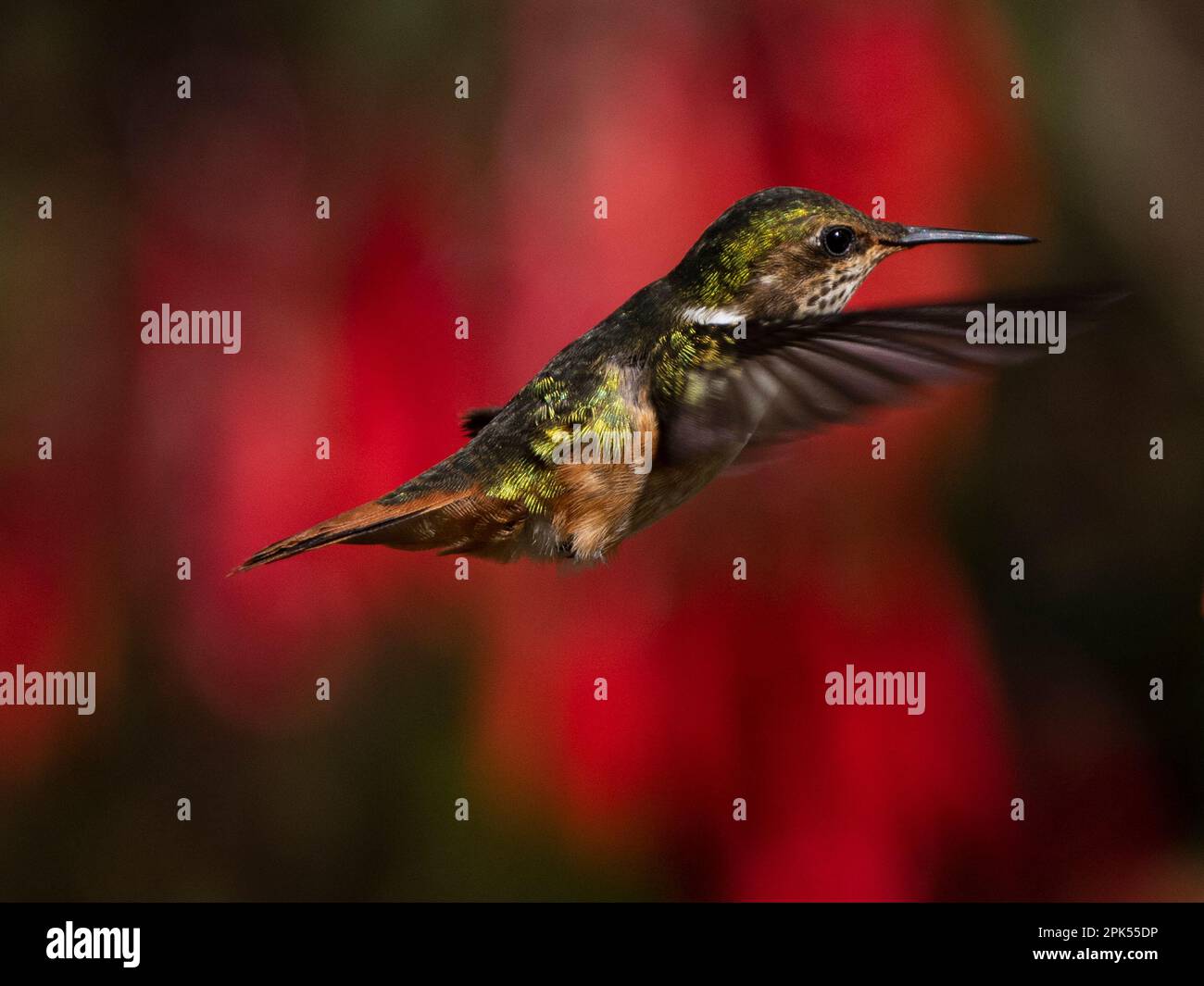 Tropical subalpine rainforest hi-res stock photography and images - Alamy