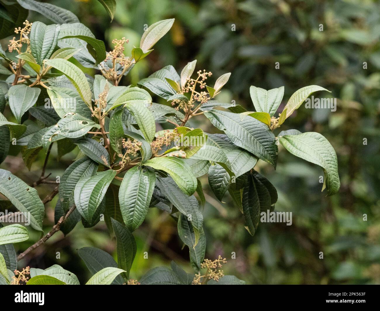 Tropical subalpine rainforest hi-res stock photography and images - Alamy
