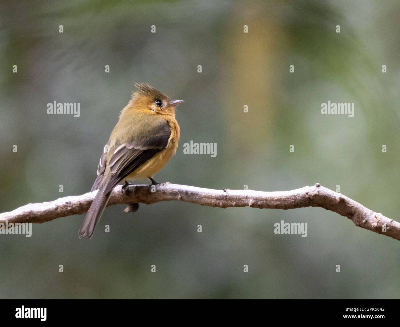 Northern tufted flycatcher hi-res stock photography and images - Alamy