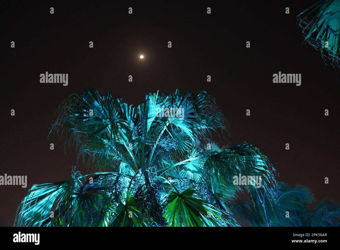 palm trees at night at cijin beach in southern taiwan Stock Photo - Alamy