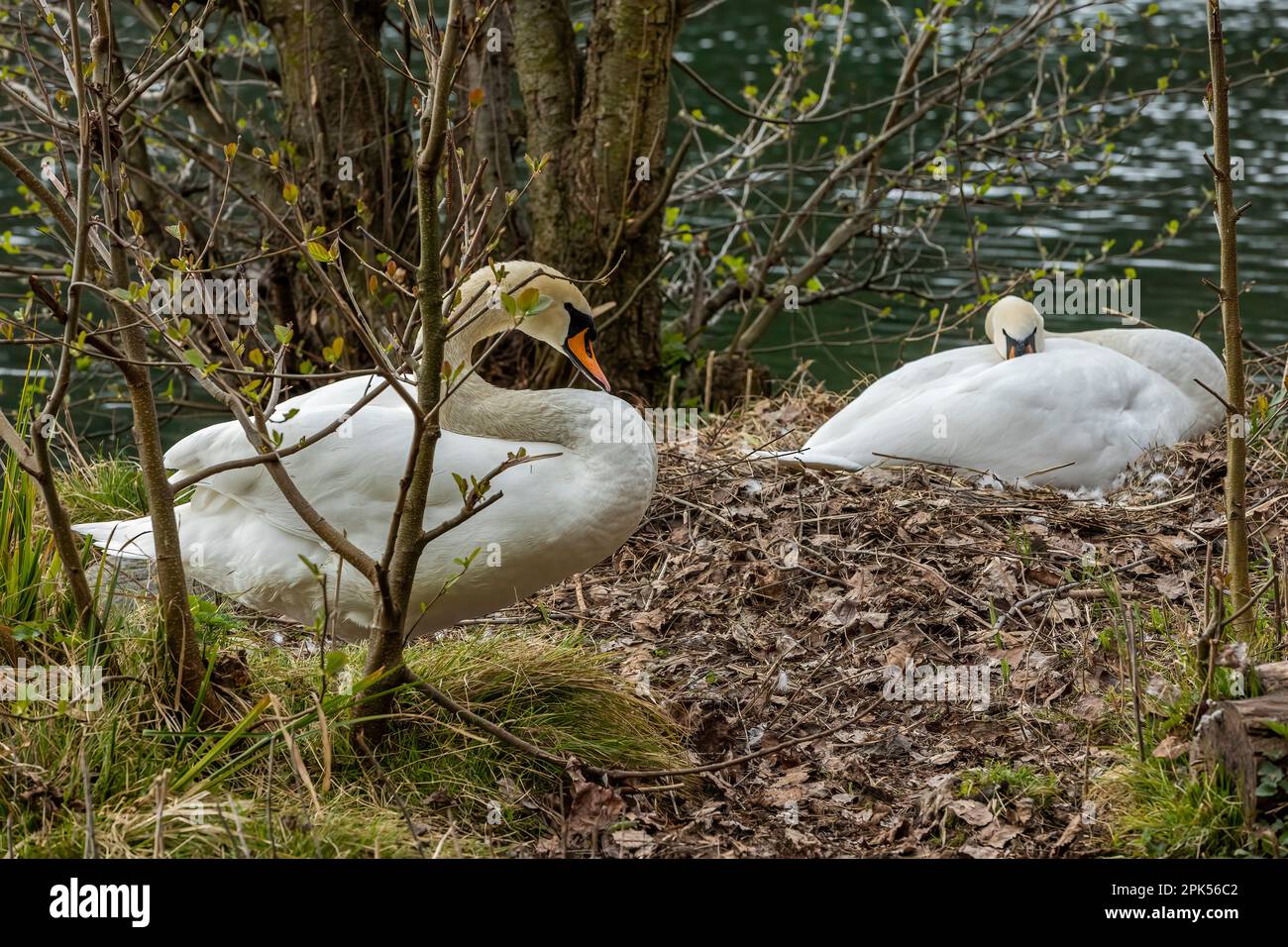 Swans are birds of the family Anatidae within the genus Cygnus Stock ...