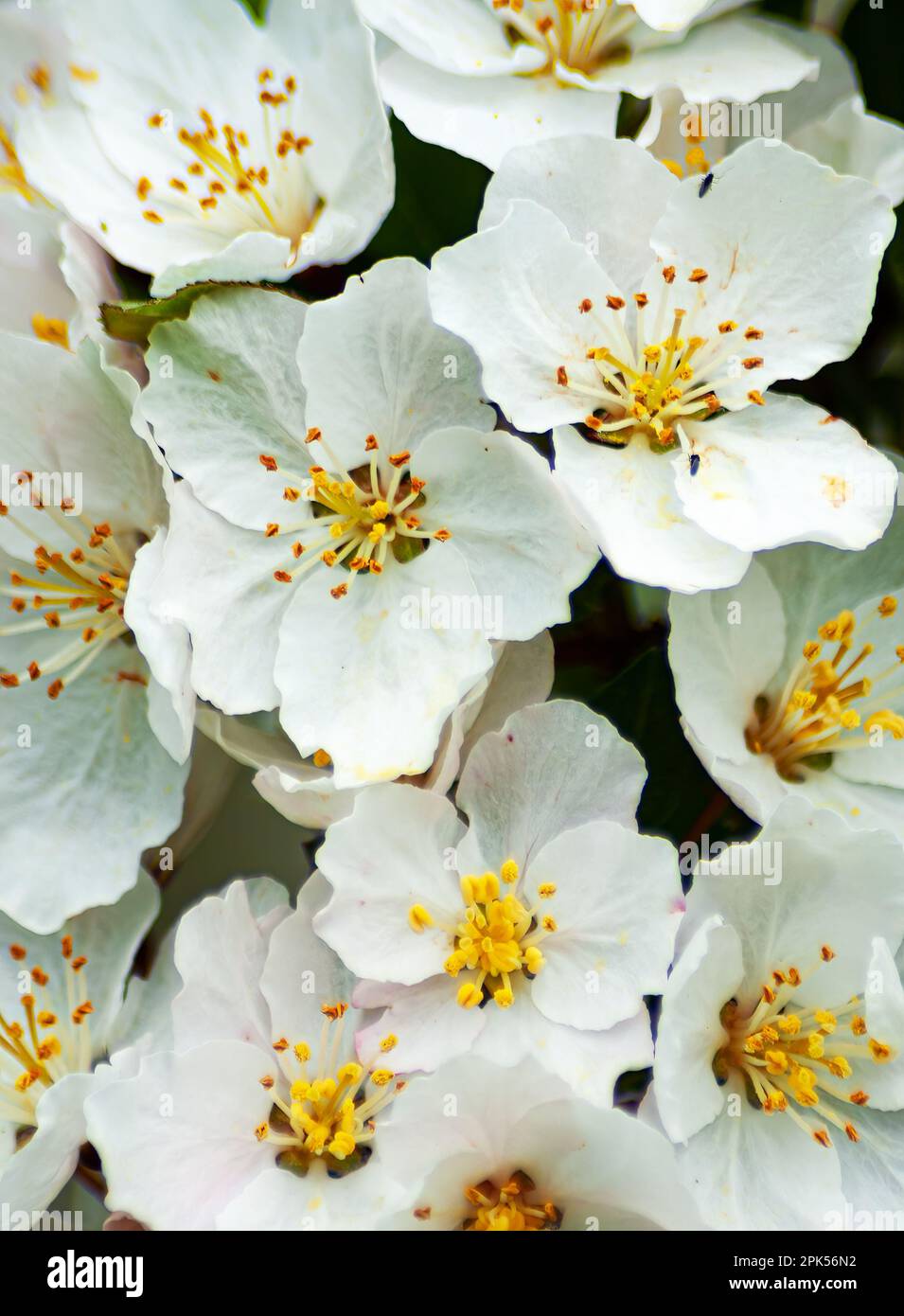 crap, apple, blossoms, blossom, bloom, white, yellow, midwest, illinois ...