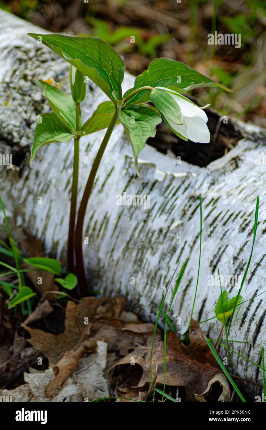 A Trillum flower (Trillium grandiflorum) is about to open in front of a ...