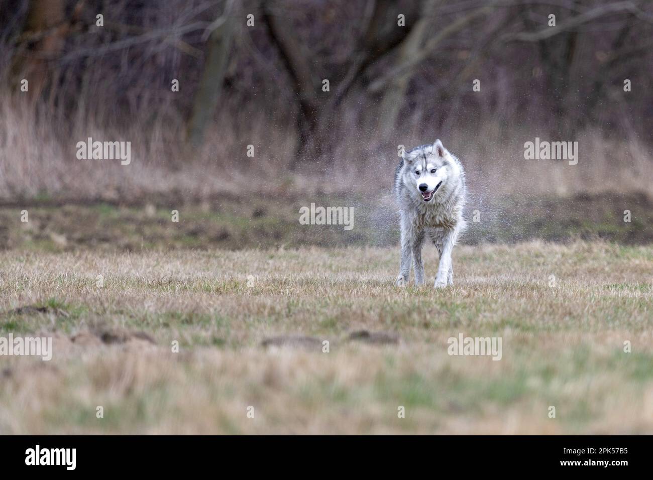 Real Moving Pictures Of Wolves Running