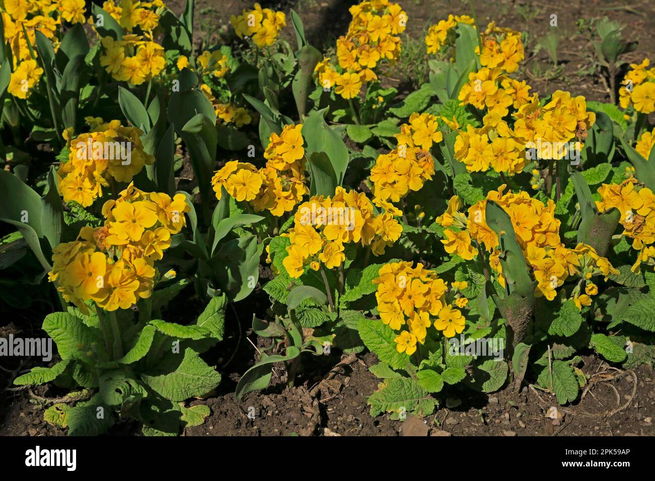 Cardiff formal primula planting in a flower bed. April 2023. Spring ...