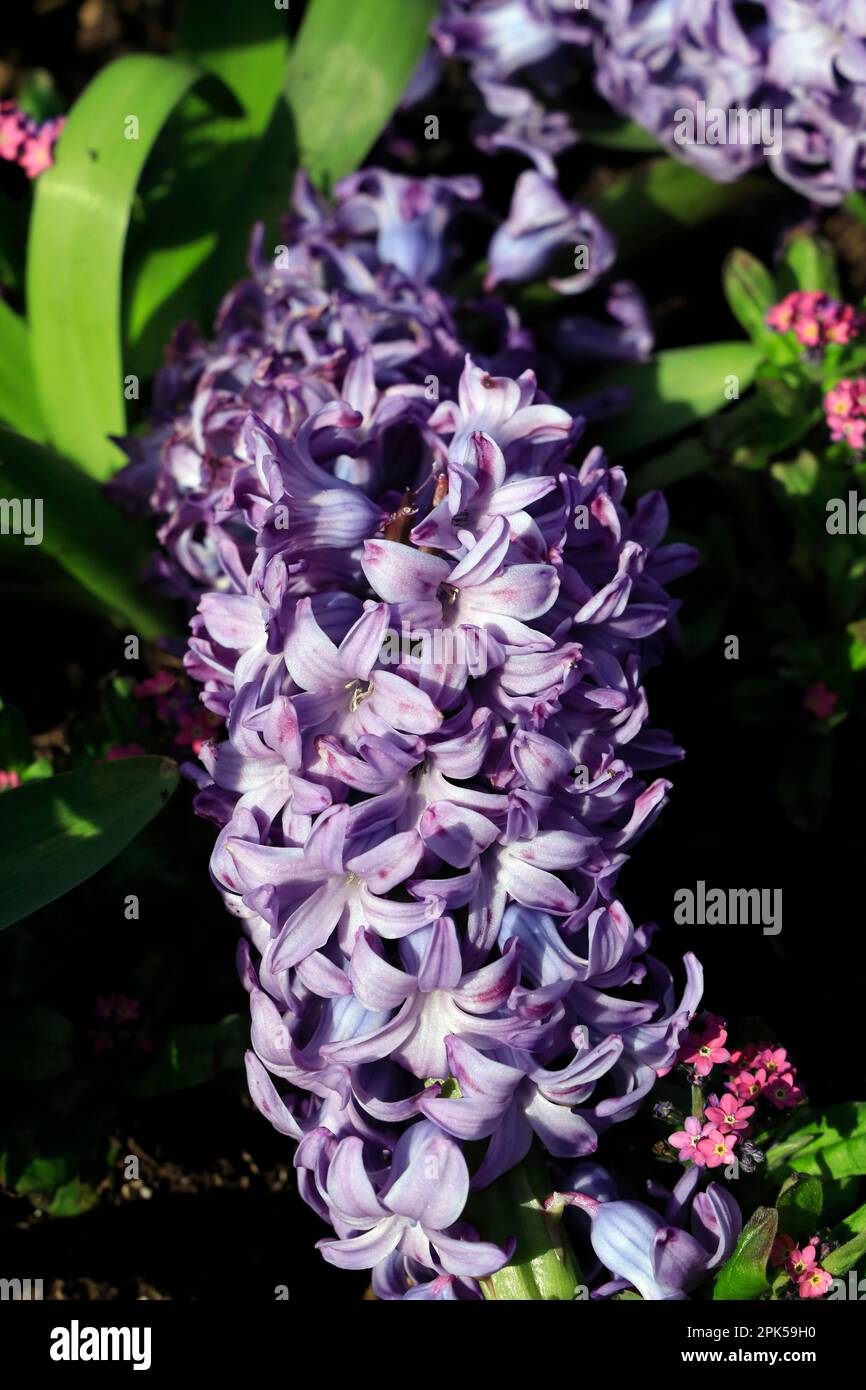 Hyacinthus orientalis uk hi-res stock photography and images - Alamy
