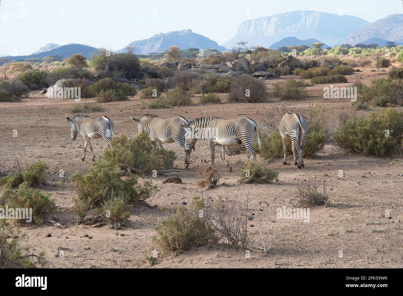 A small group of Grevy's zebra (Equus grevyi) moving through the ...