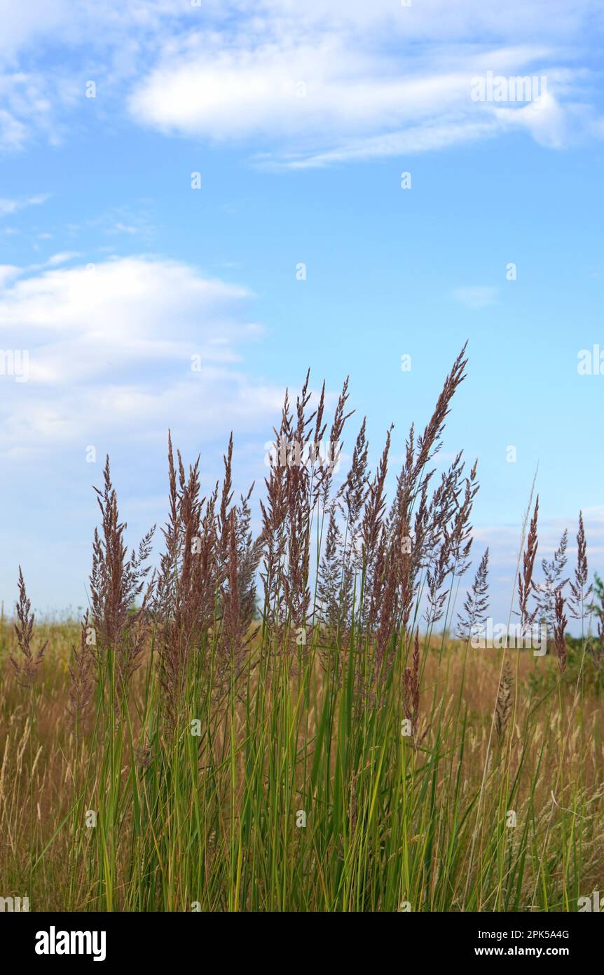 Summer landscape in the countryside with tall grass spikelets on ...