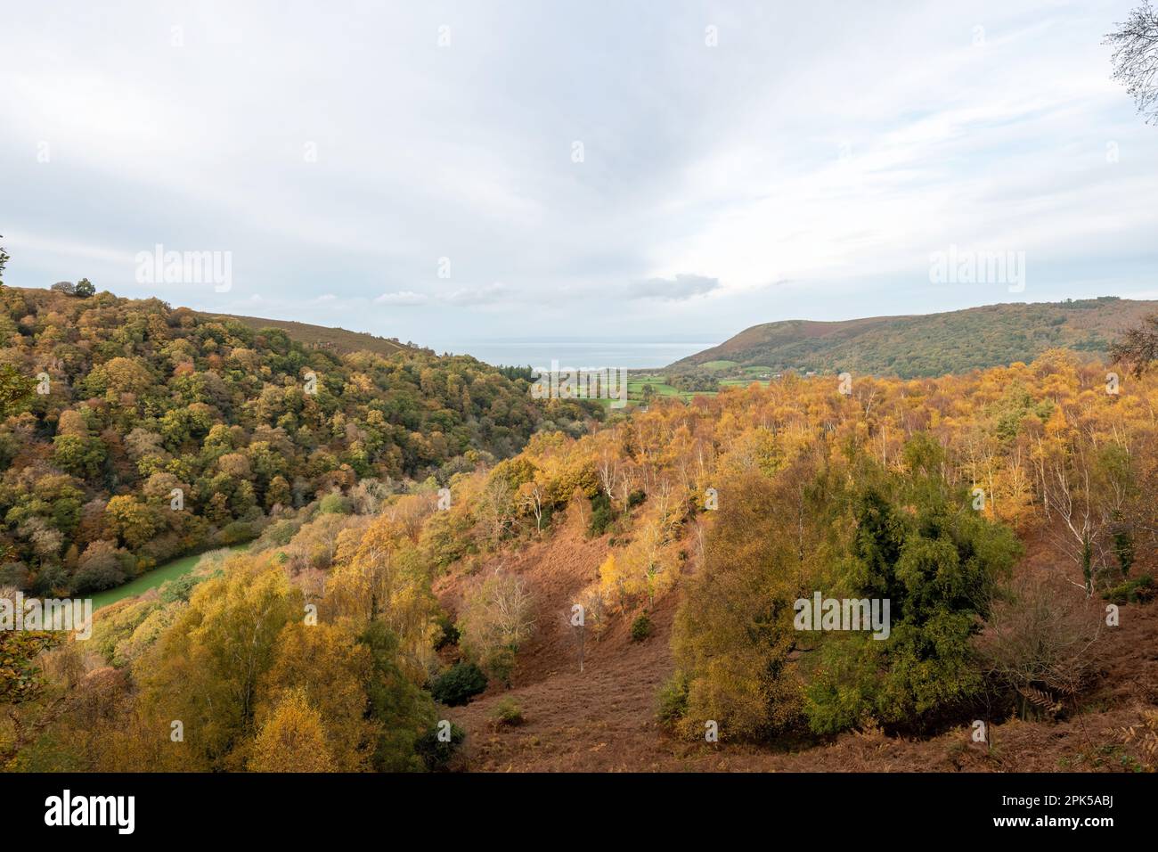 Landscape photo the autumn colours at Horner woods in Exmoor National ...