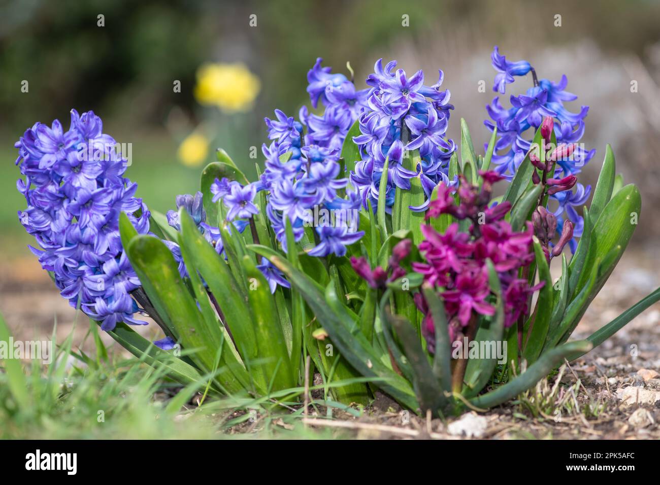 Close up of purple common hyacinth (hyacinthus orientalis) flowers in bloom Stock Photo - Alamy