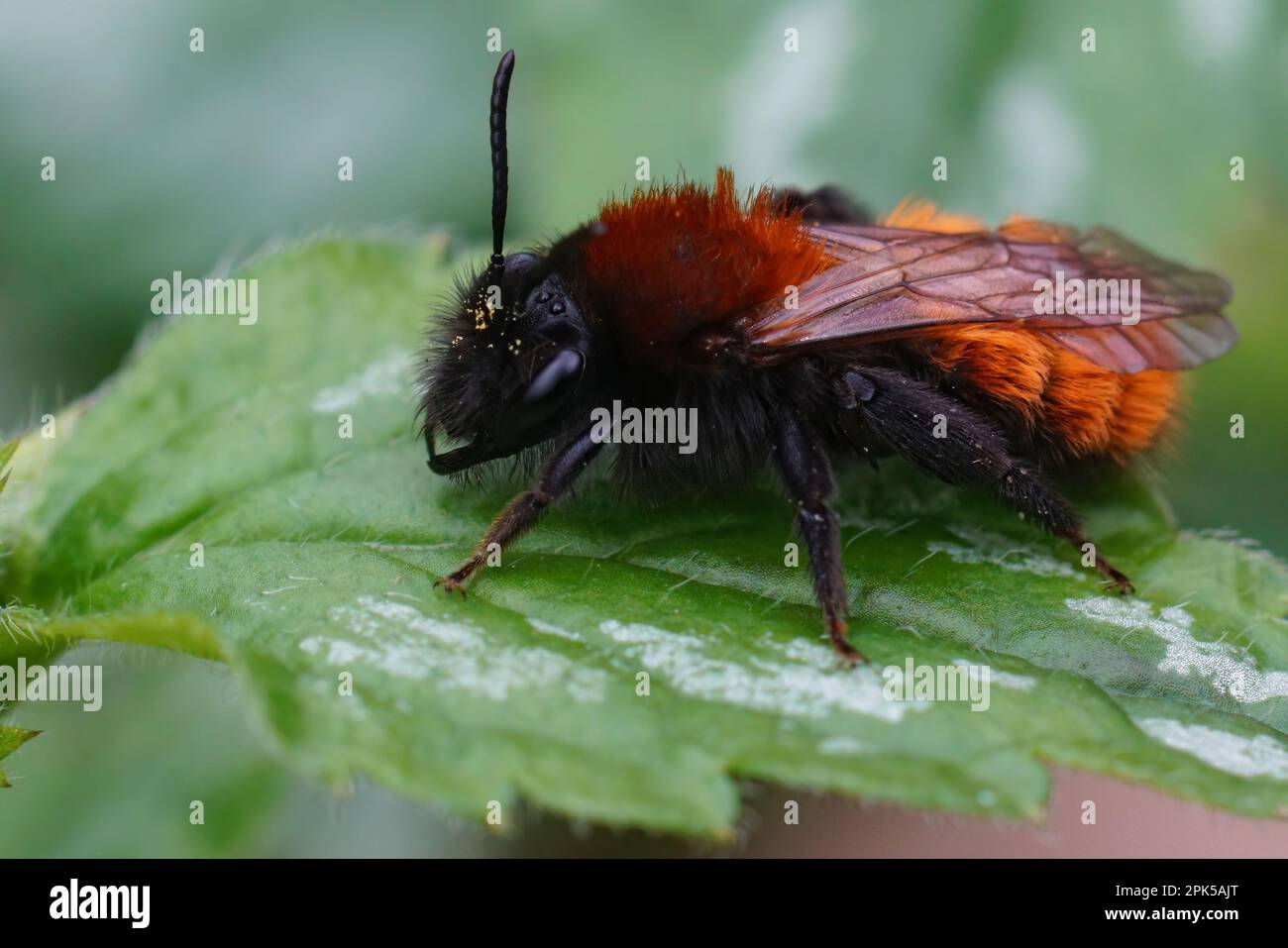 Detailed closeup on a colorful red and black female Tawny mining bee ...