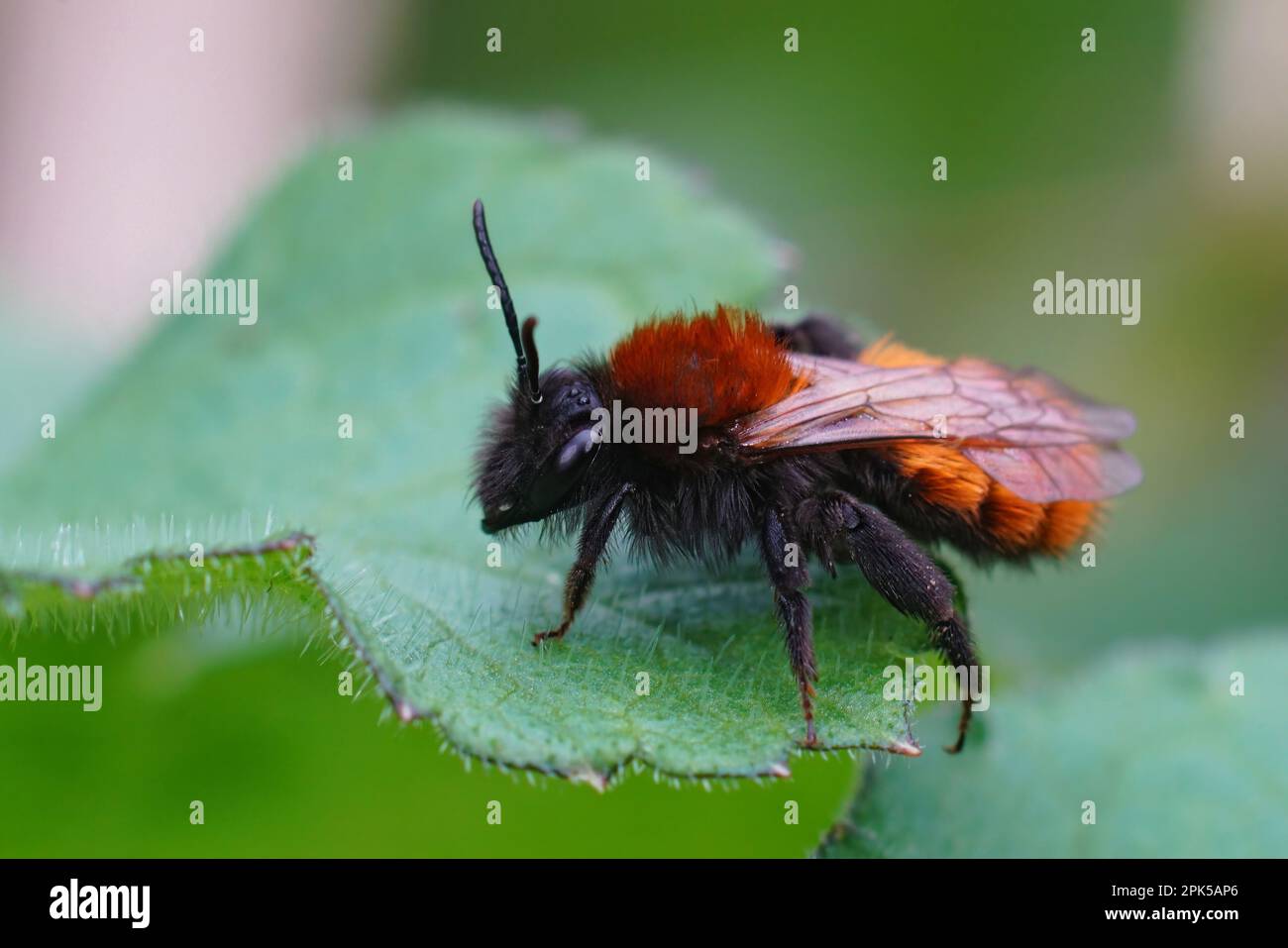 Detailed closeup on a colorful red and black female Tawny mining bee ...
