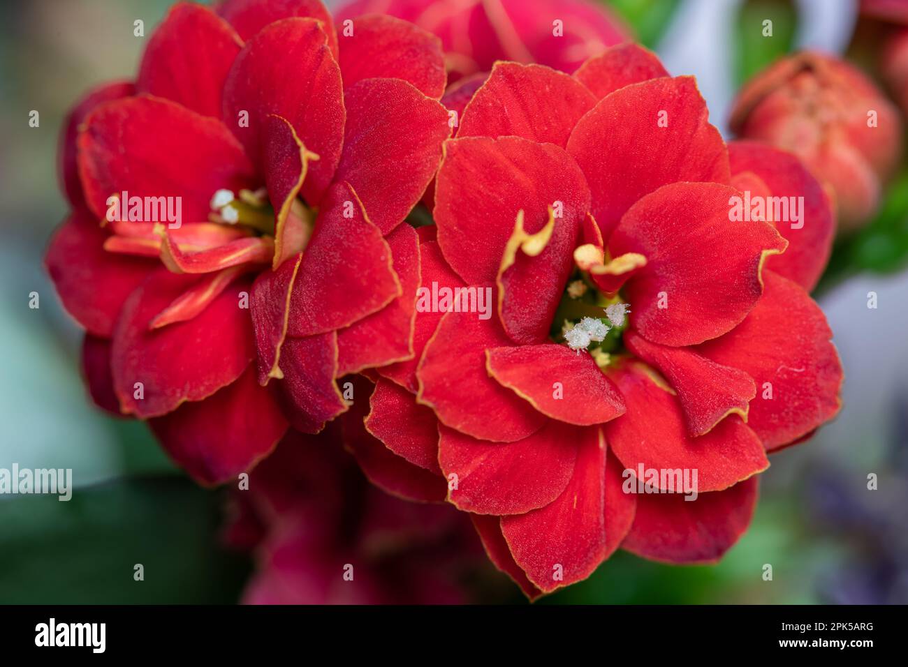 Macro shot of red Madagascar widows thrill (kalanchoe blossfeldiana ...