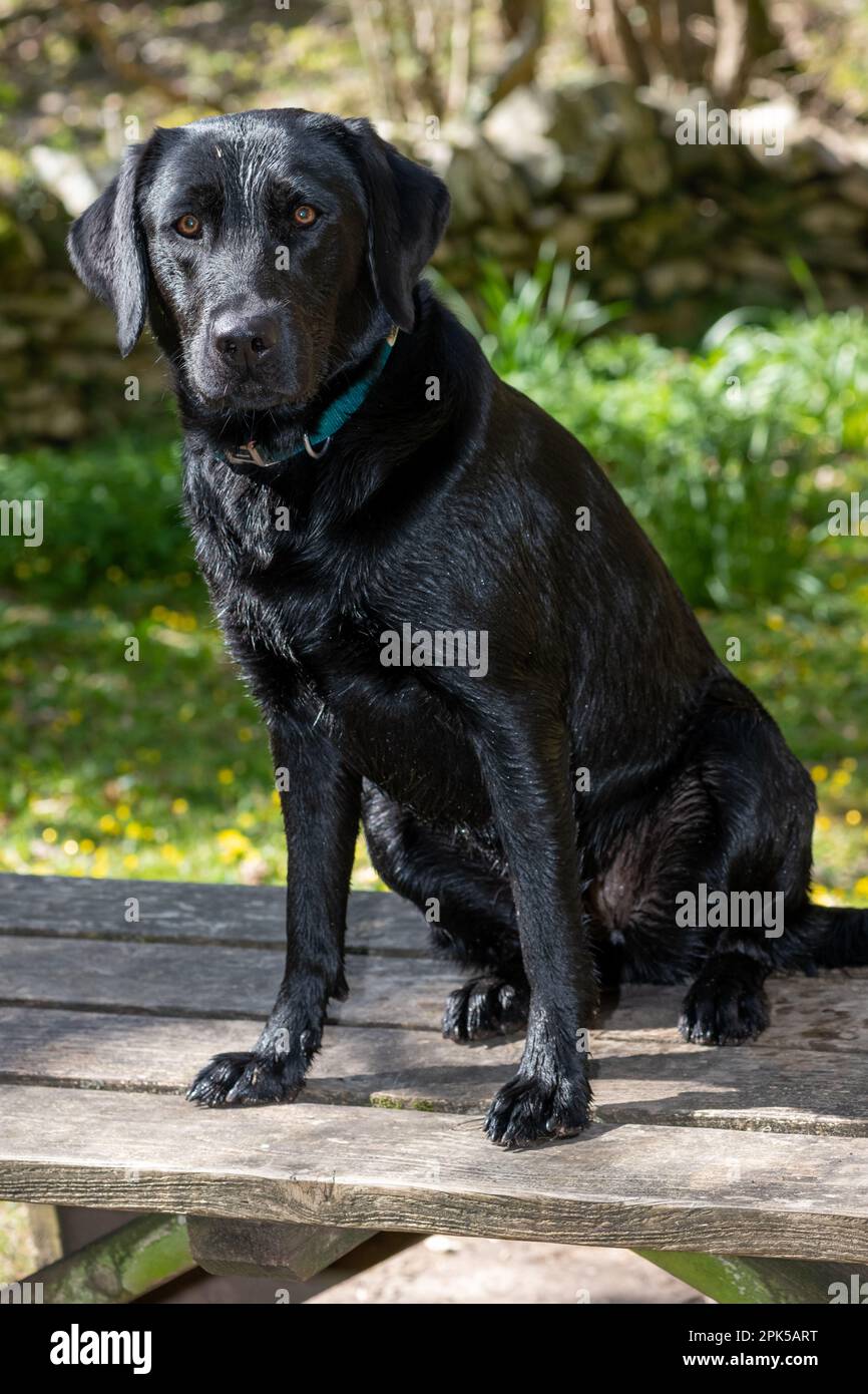 Portrait of a young black Labrador sitting on a picnic table Stock ...