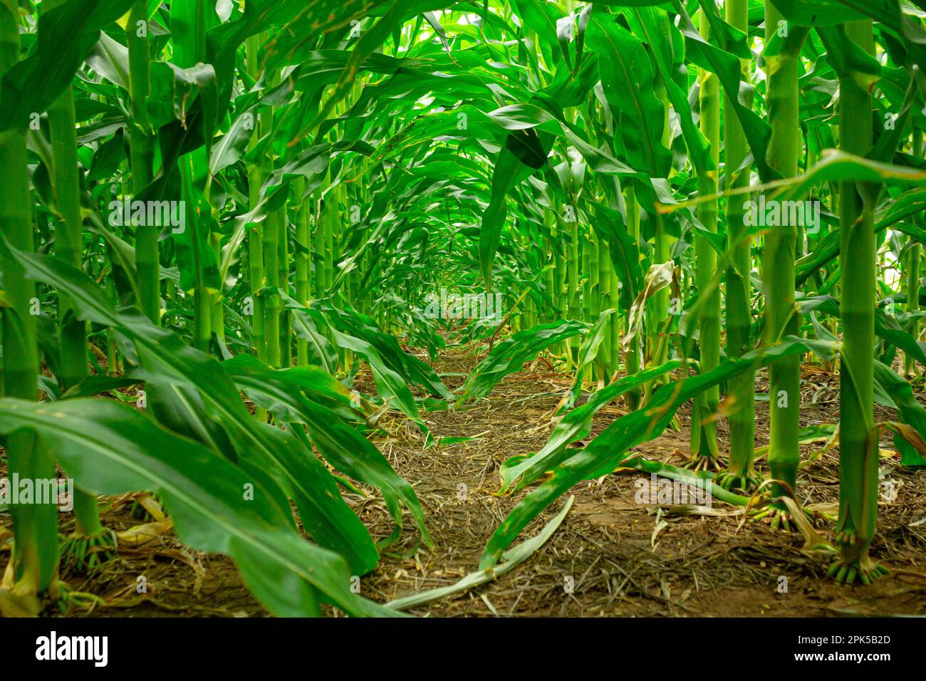 A low-angle on rows of cultivated corn stalks with brown soil in the ...