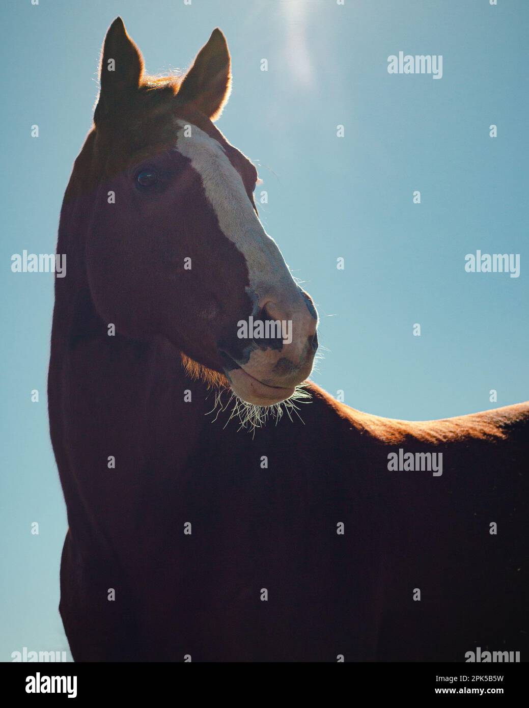 Low Angle of Backlit Brown Horse with White Spot, a lens flare and blue ...