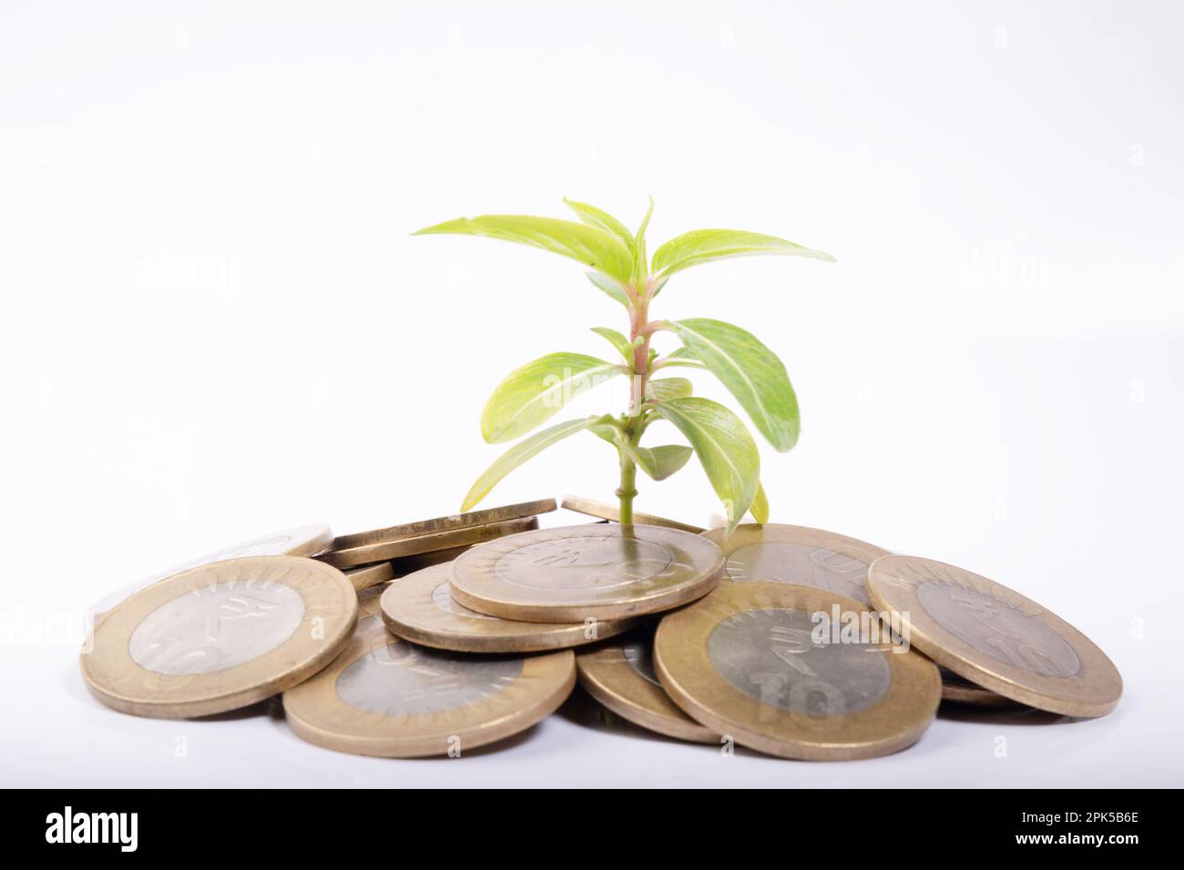 Indian rupee coin with plant on white background Stock Photo - Alamy