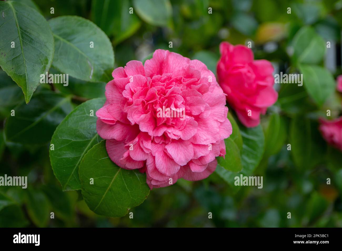 Pink camellia japonica peony form flower in the garden. Japanese ...