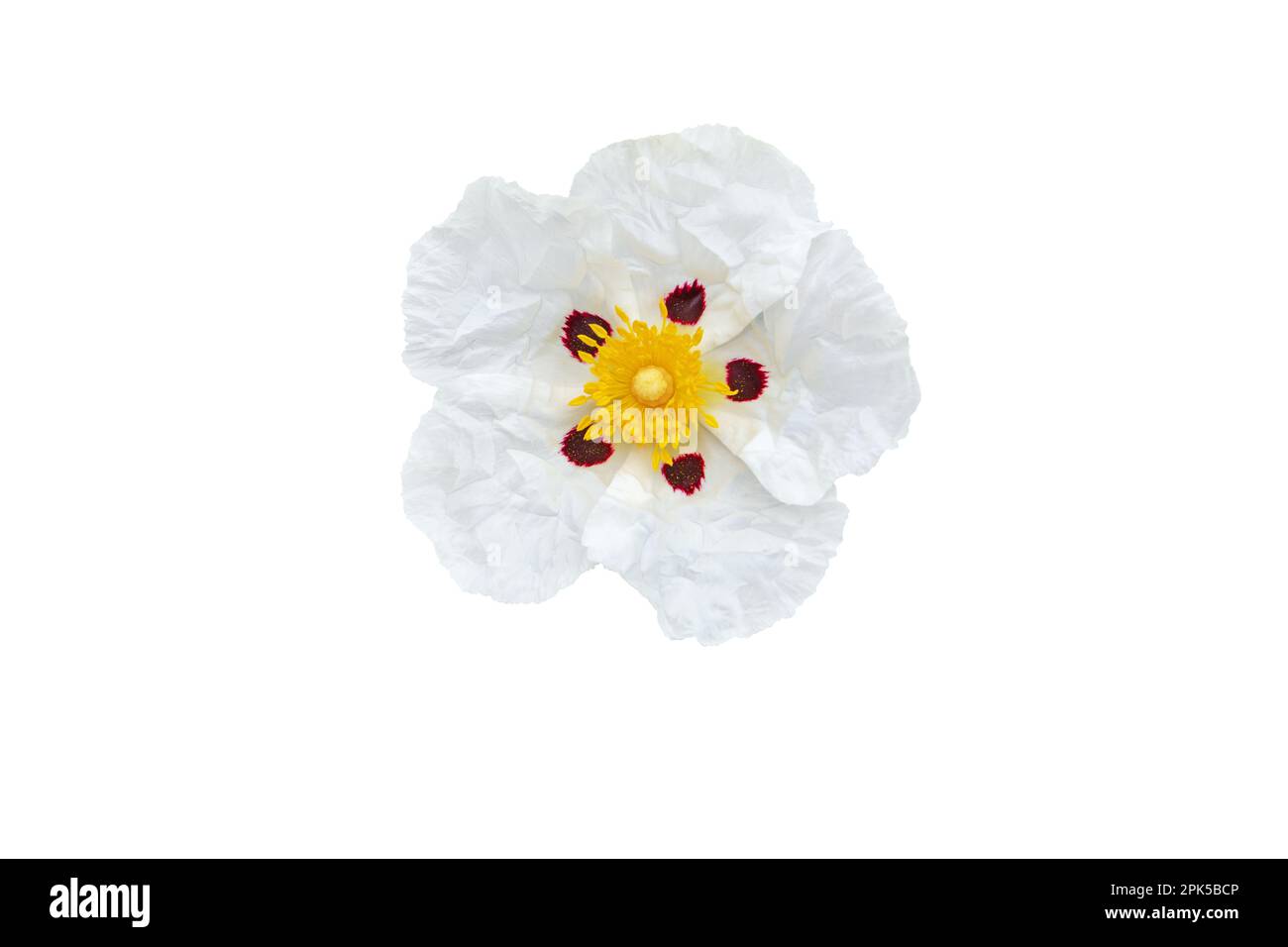 Labdanum gum rockrose flower Cut Out Stock Images & Pictures - Alamy