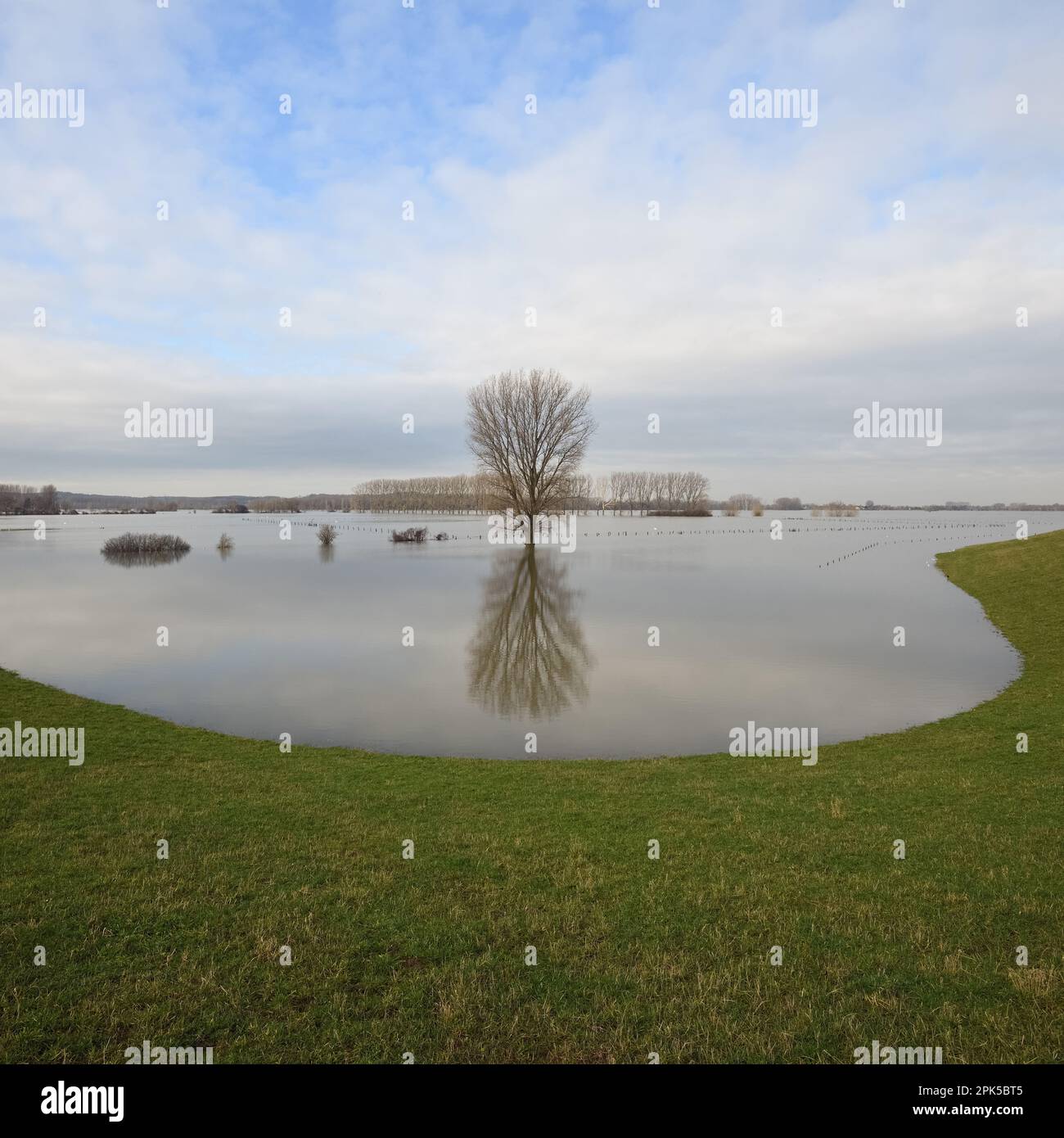 Wide open landscape... Lower Rhine ( winter flood 2020/2021 ), solitary ...
