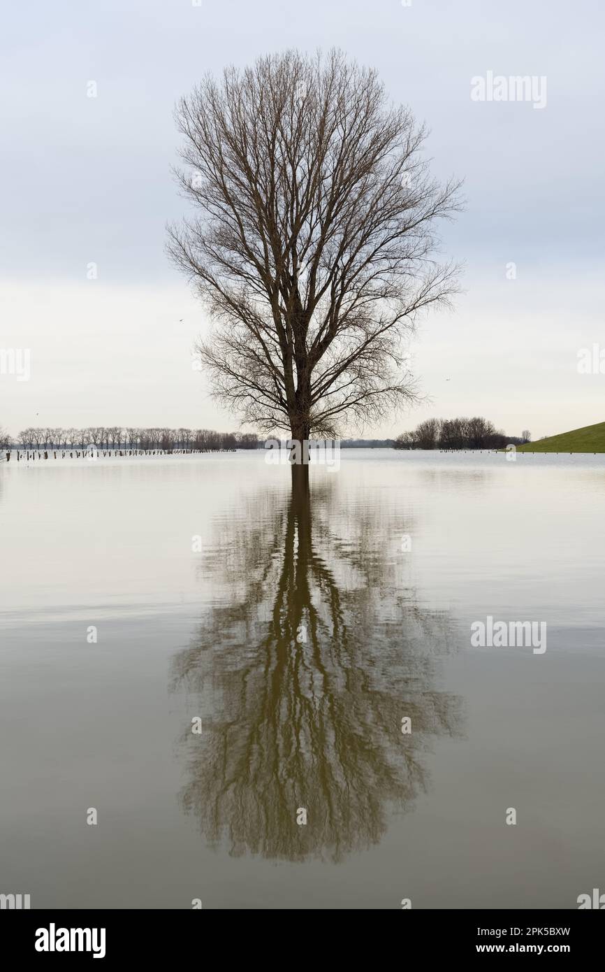 Flood... Solitary tree ( winter flood 2020/2021 ), solitary tree in the ...