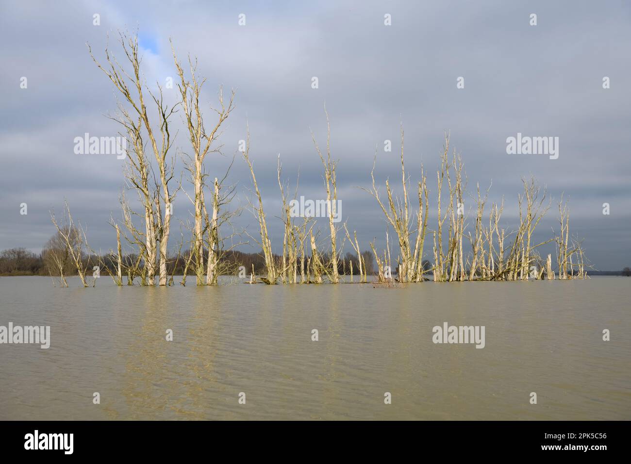 Tree Skeletons Flood Lower Rhine Dead Tree Group Surrounded By Water In The Area Of