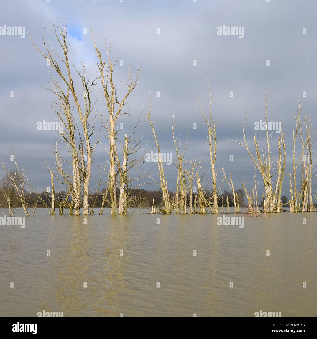 Dead tree in water hi-res stock photography and images - Alamy