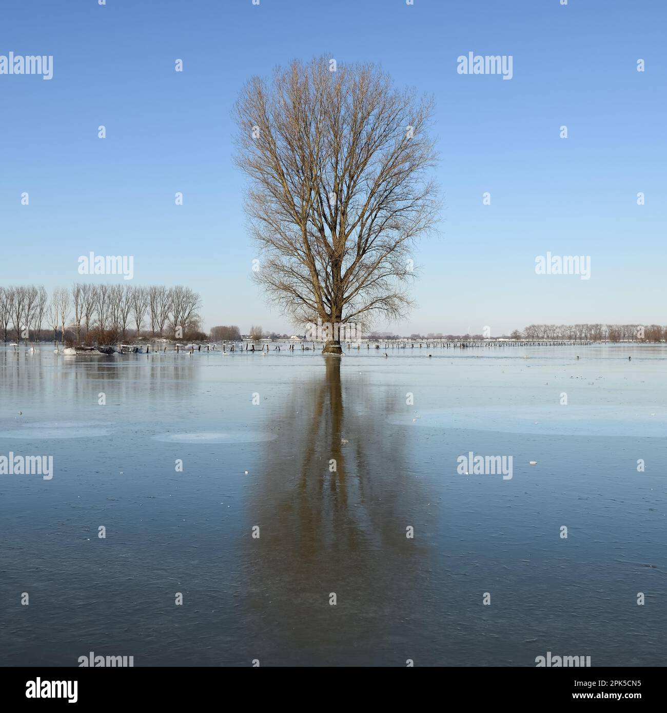 still and rigid... Lower Rhine ( winter flood 2020/2021 ), solitary ...
