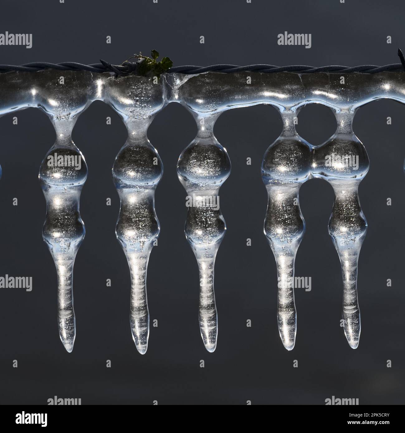 Ice garland... Icicle ( Winter flood 2020/2021 ), ice formation on ...