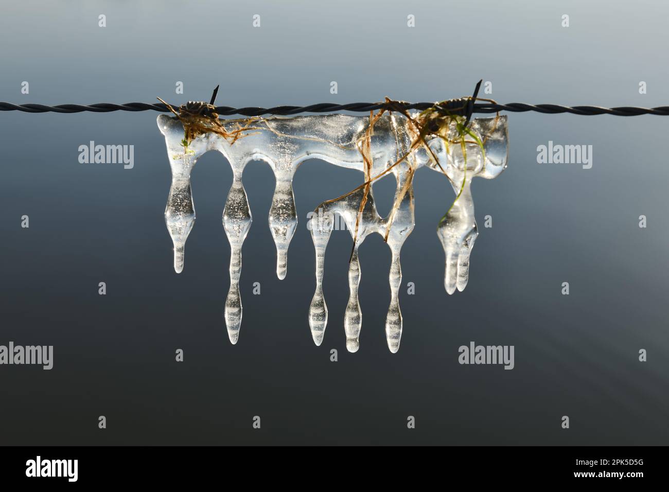 Ice sculptures on barbed wire... Icicles ( winter flood 2020/2021 ) on ...