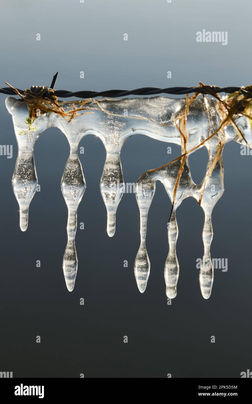 Ice sculptures on barbed wire... Icicles ( winter flood 2020/2021 ) on ...