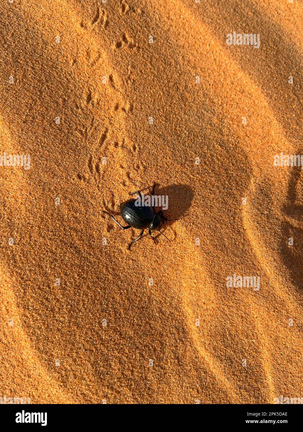 Merzouga, Morocco, Africa: a mist beetle (also known as a desert beetle ...