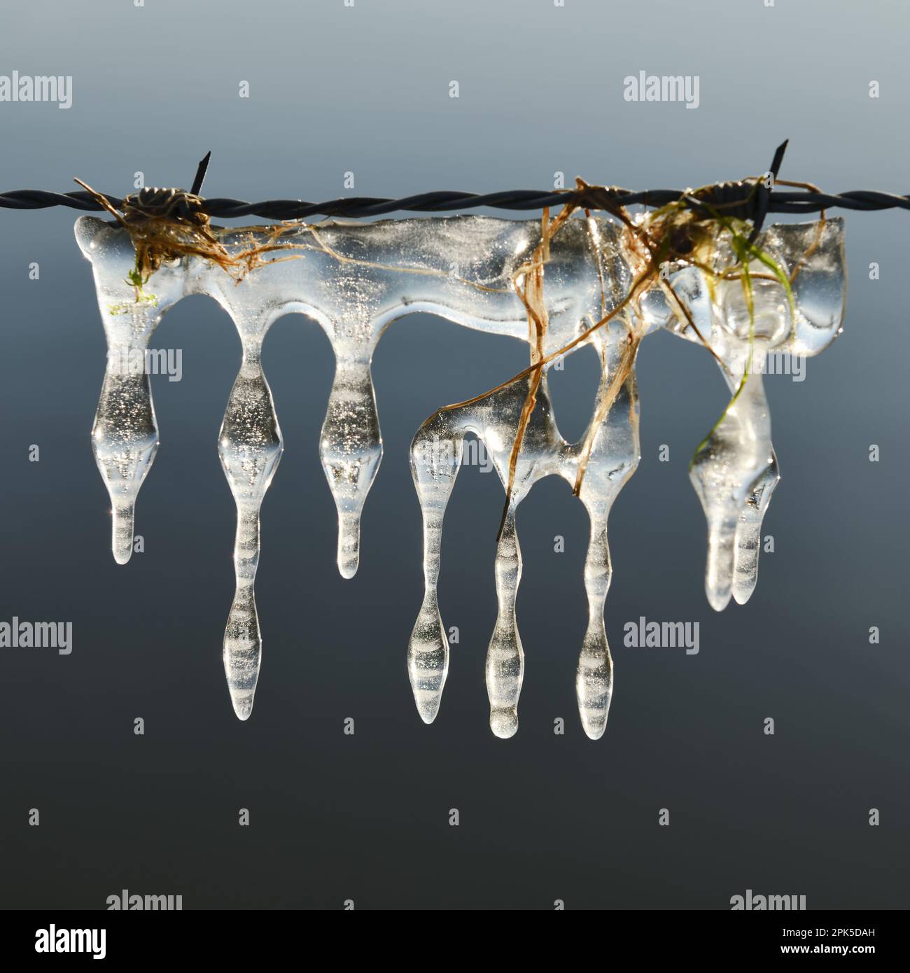 Ice sculptures on barbed wire... Icicles ( winter flood 2020/2021 ) on ...