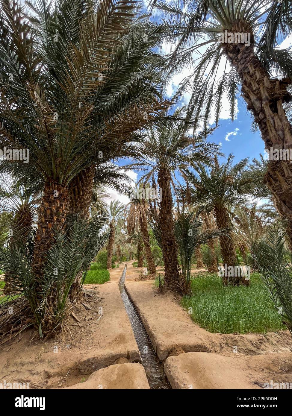 Morocco, Africa: irrigation channel on the sandy ground in a palm grove ...