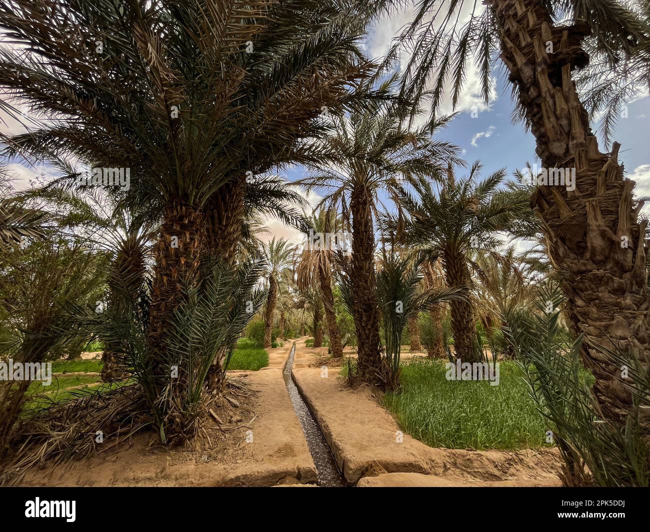 Morocco, Africa: irrigation channel on the sandy ground in a palm grove ...