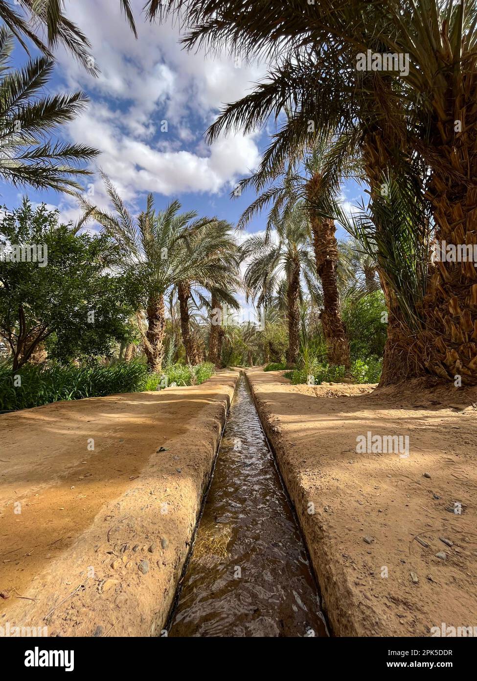 Morocco, Africa: irrigation channel on the sandy ground in a palm grove ...