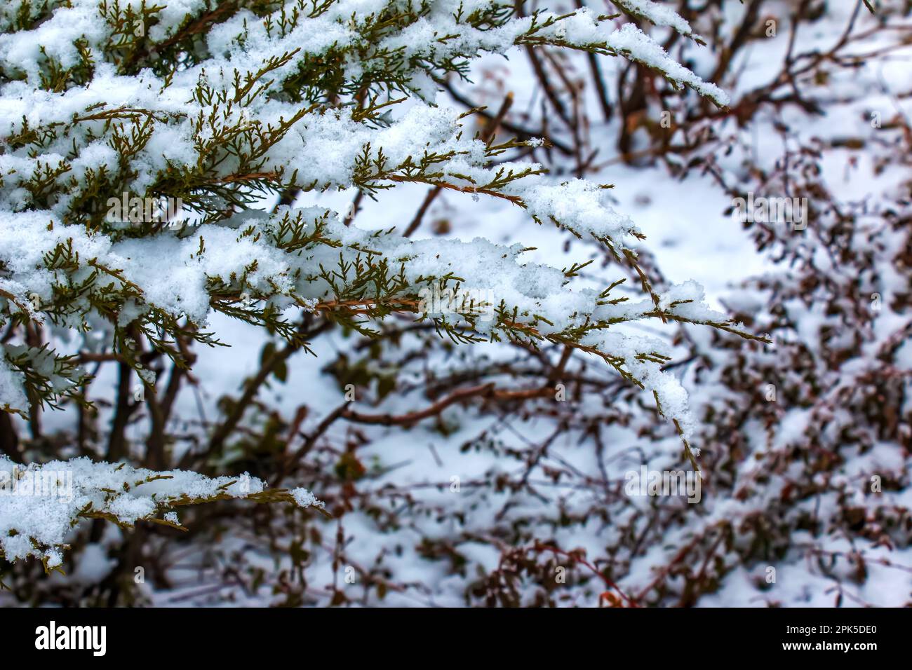 Abstract texture background of Blue Danube juniper plants covered in deep snow in winter, with ...