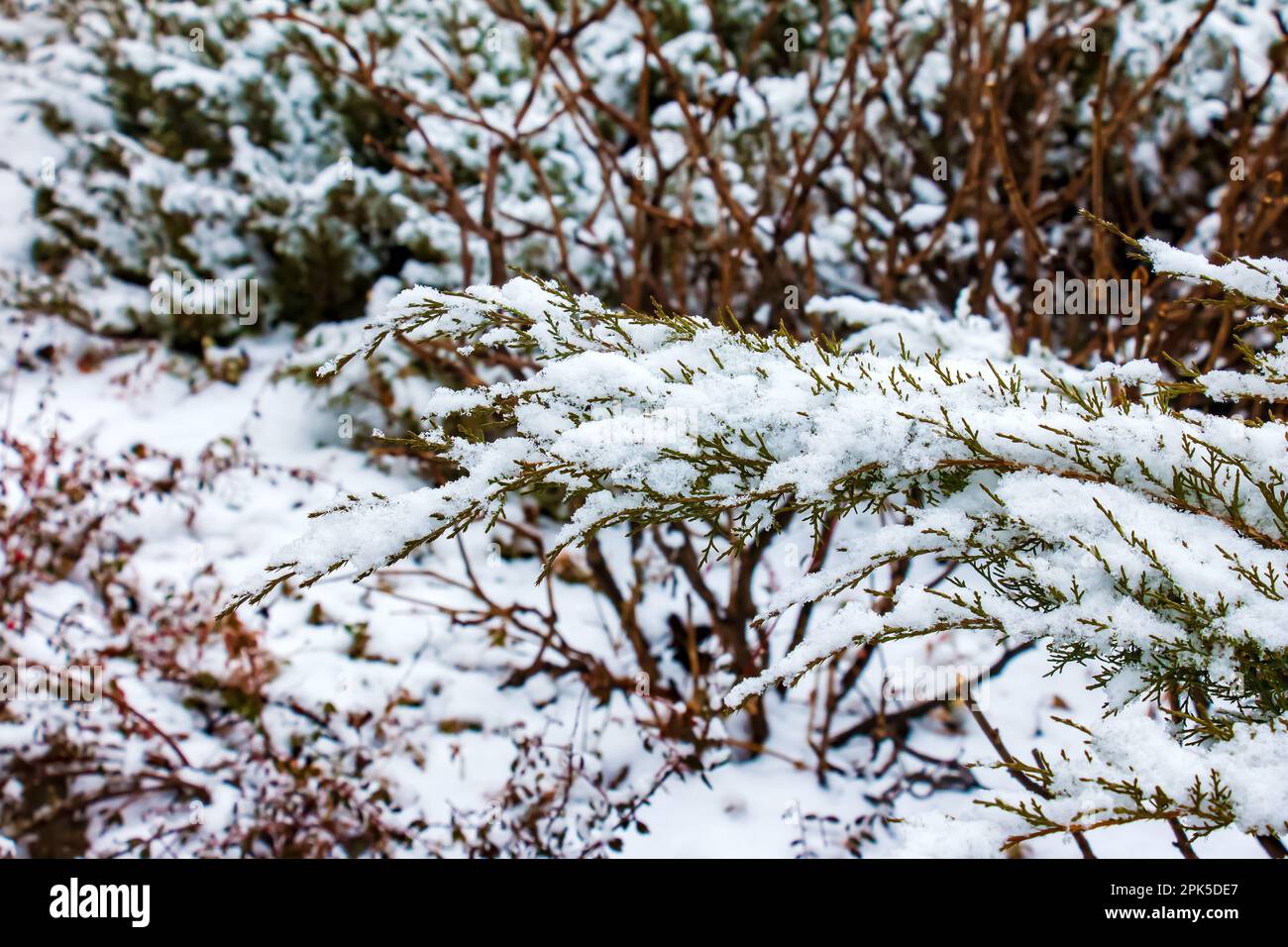 Abstract texture background of Blue Danube juniper plants covered in ...