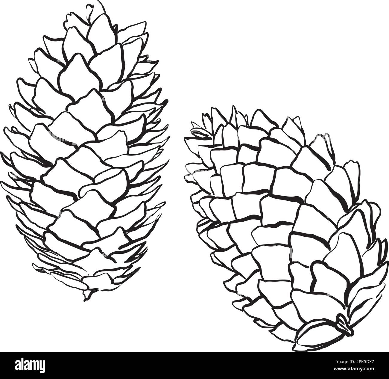 Spruce cones. Vector sketch illustrations. Watercolor image of fir cone ...