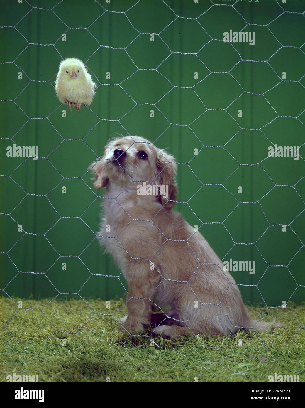 Dog looking at a baby chick on a wire fence Stock Photo - Alamy