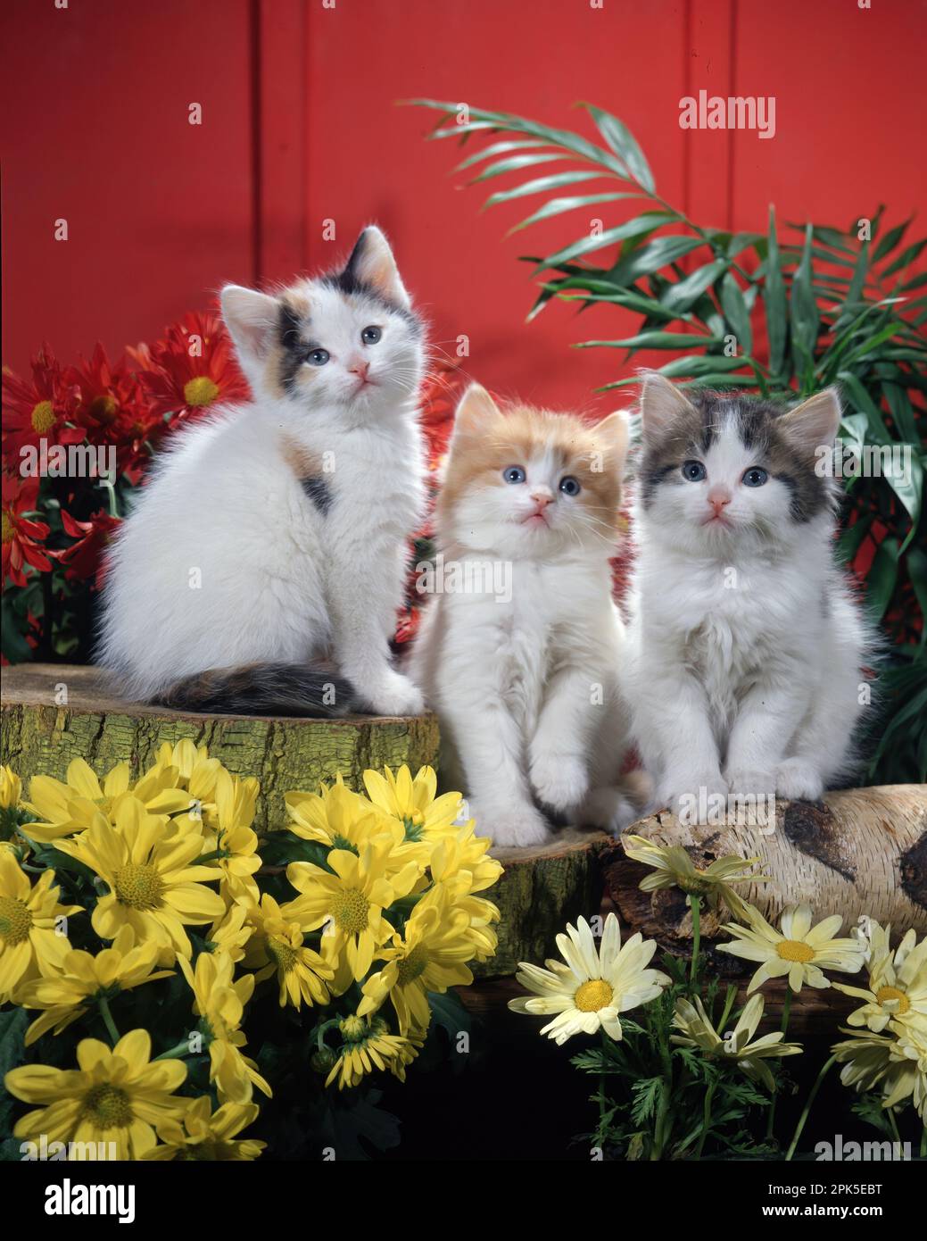 Three assorted kittens hi-res stock photography and images - Alamy