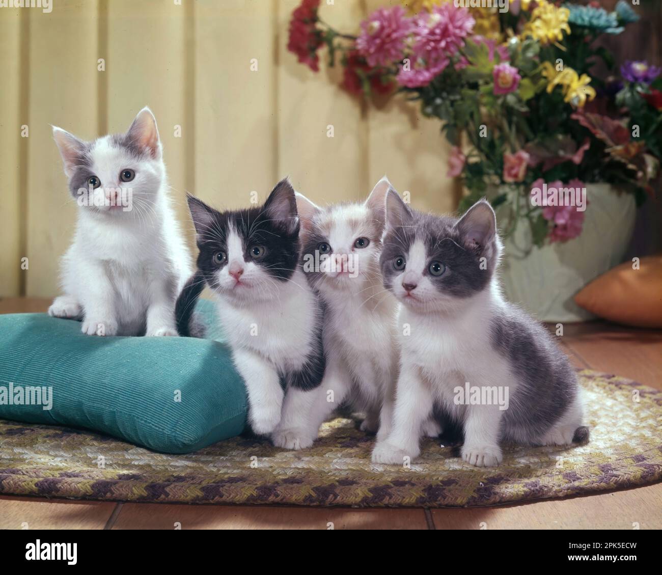 Four assorted colored kittens hi-res stock photography and images - Alamy