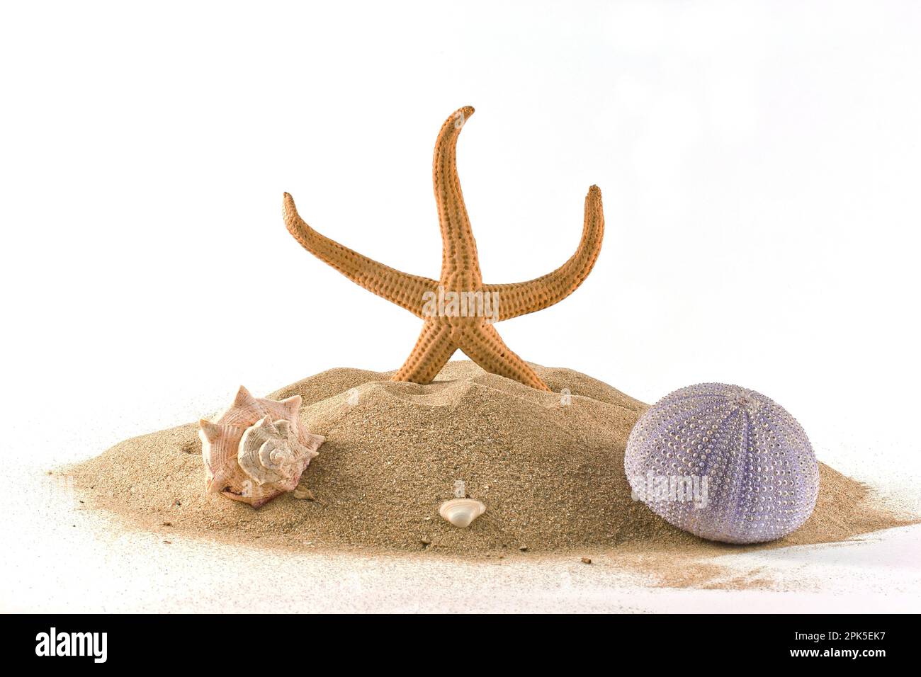 Starfish standing in sand with empty sea shells and sea urchin, sunny ...