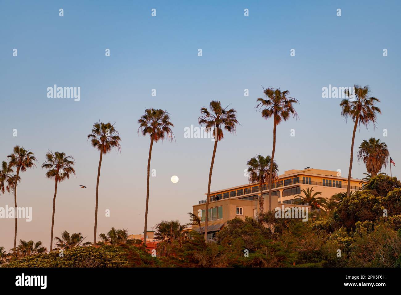 summer palm in california with building. summer palm in california ...