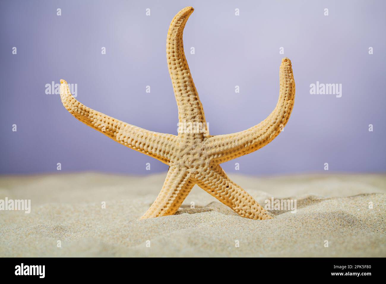 Yellow starfish standing beach hi-res stock photography and images - Alamy