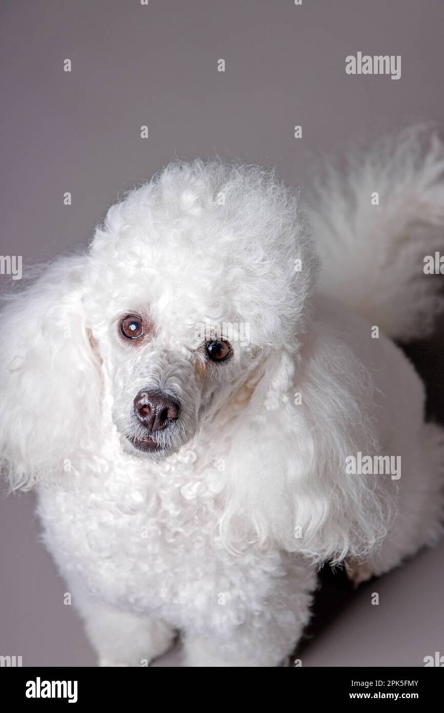 Portrait of a white poodle. Isolated on background in Studio Stock ...